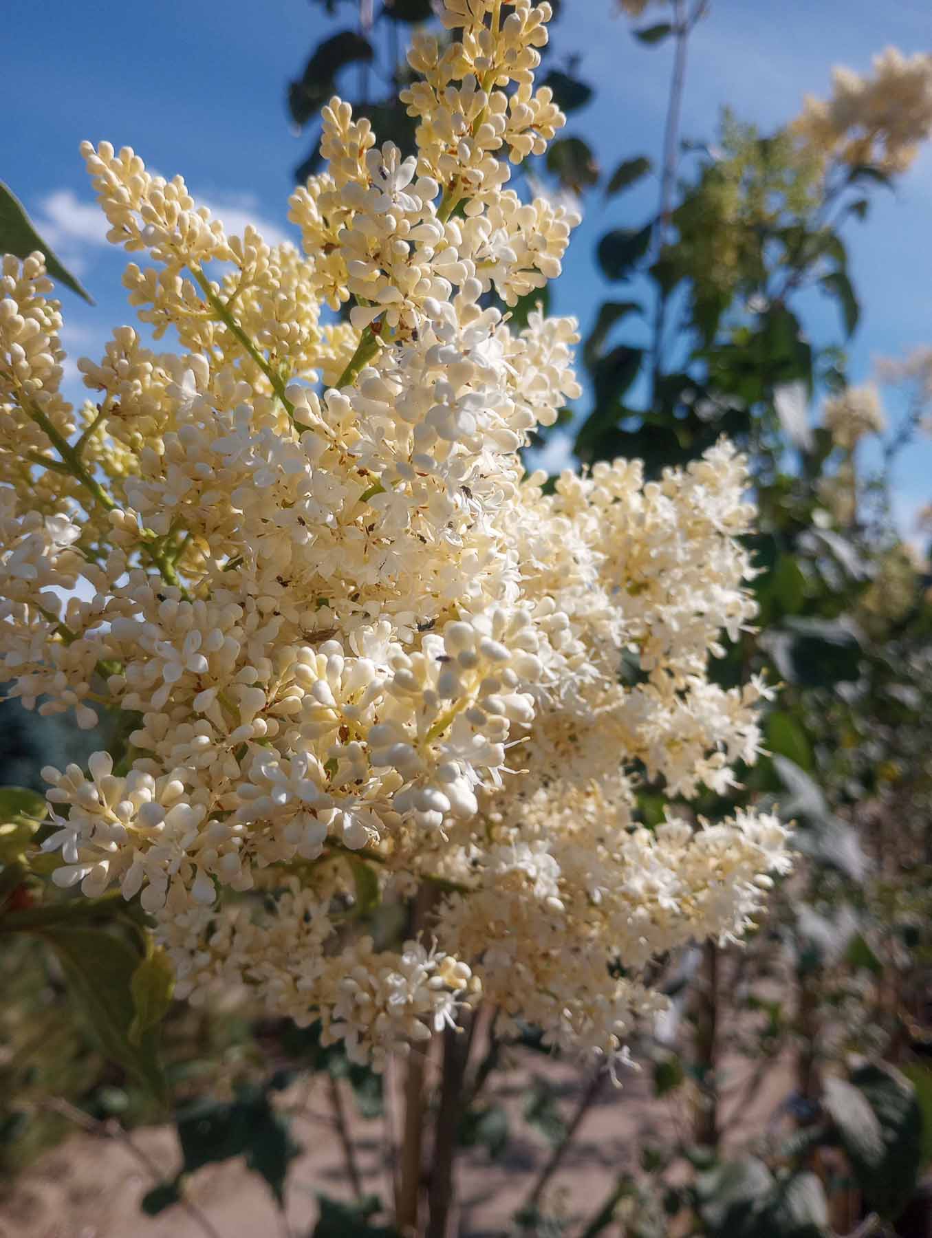 Ivory Silk Japanese Lilac Tree | Garden Gate Nursery