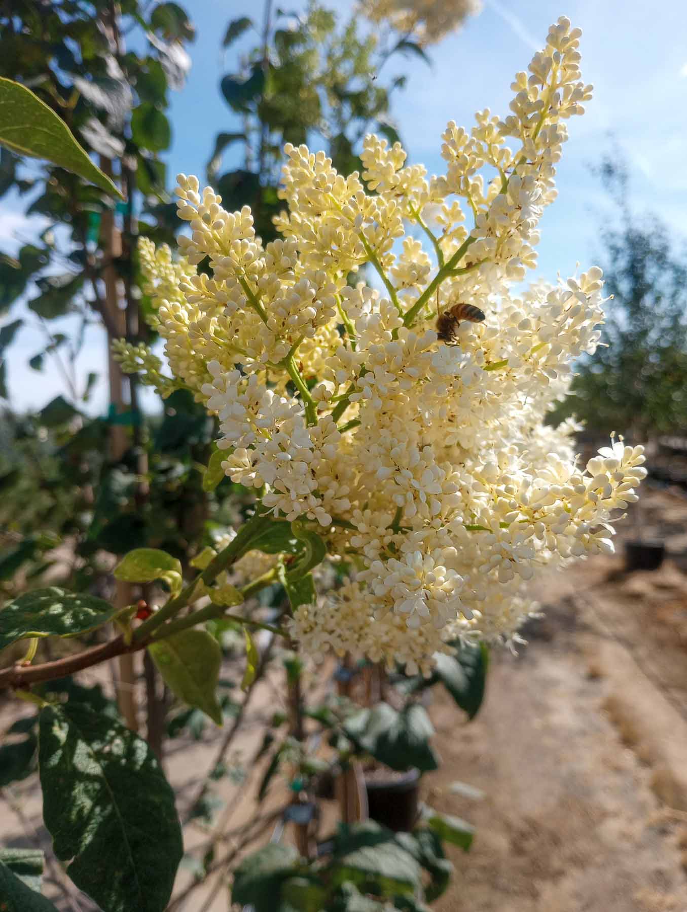 Ivory Silk Japanese Lilac Tree | Garden Gate Nursery