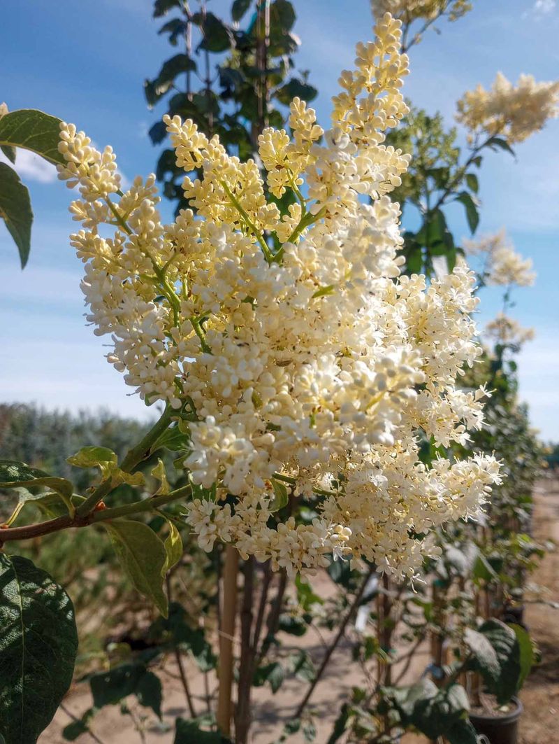 Ivory Silk Japanese Lilac Tree | Garden Gate Nursery