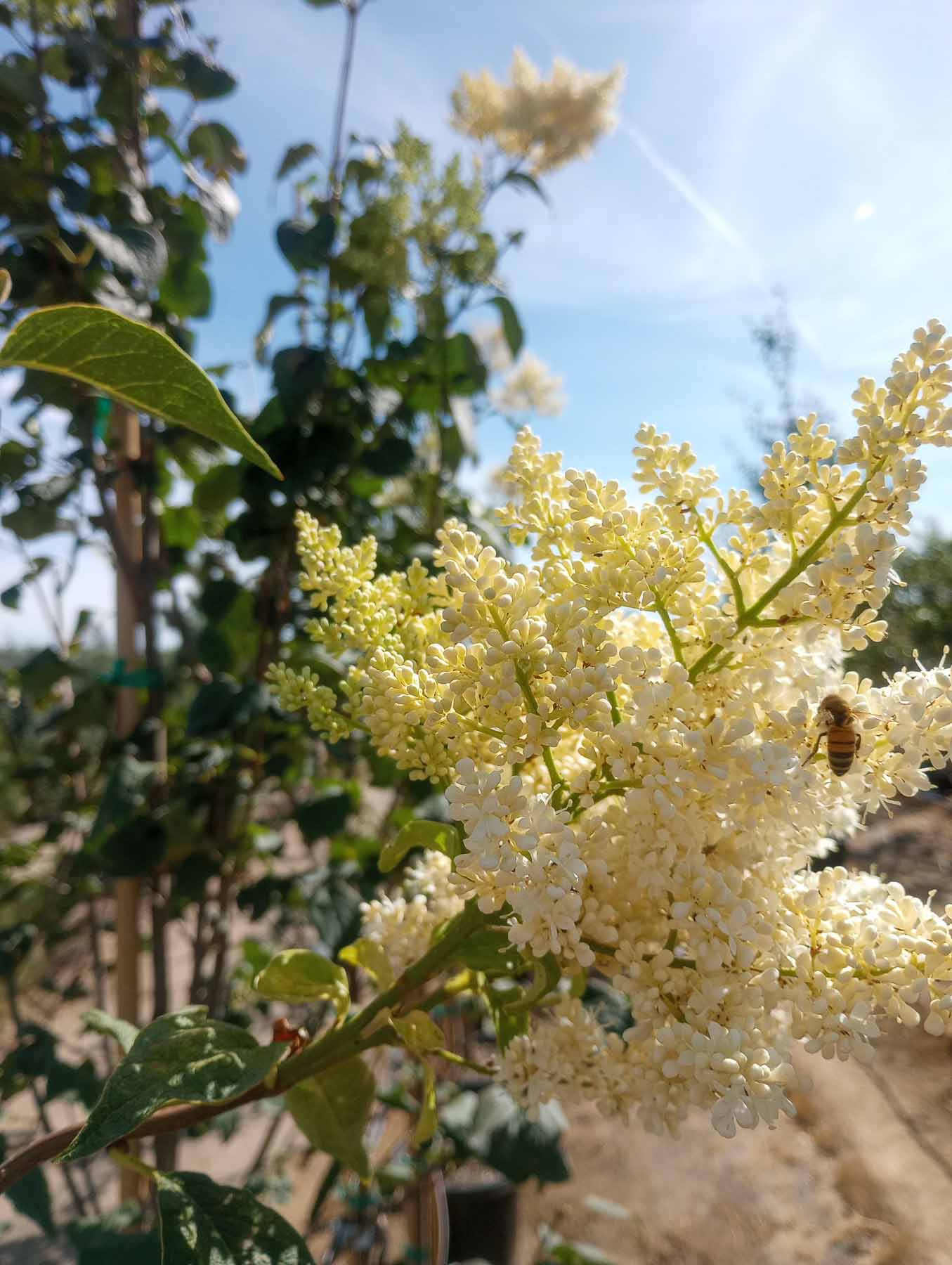 Ivory Silk Japanese Lilac Tree | Garden Gate Nursery