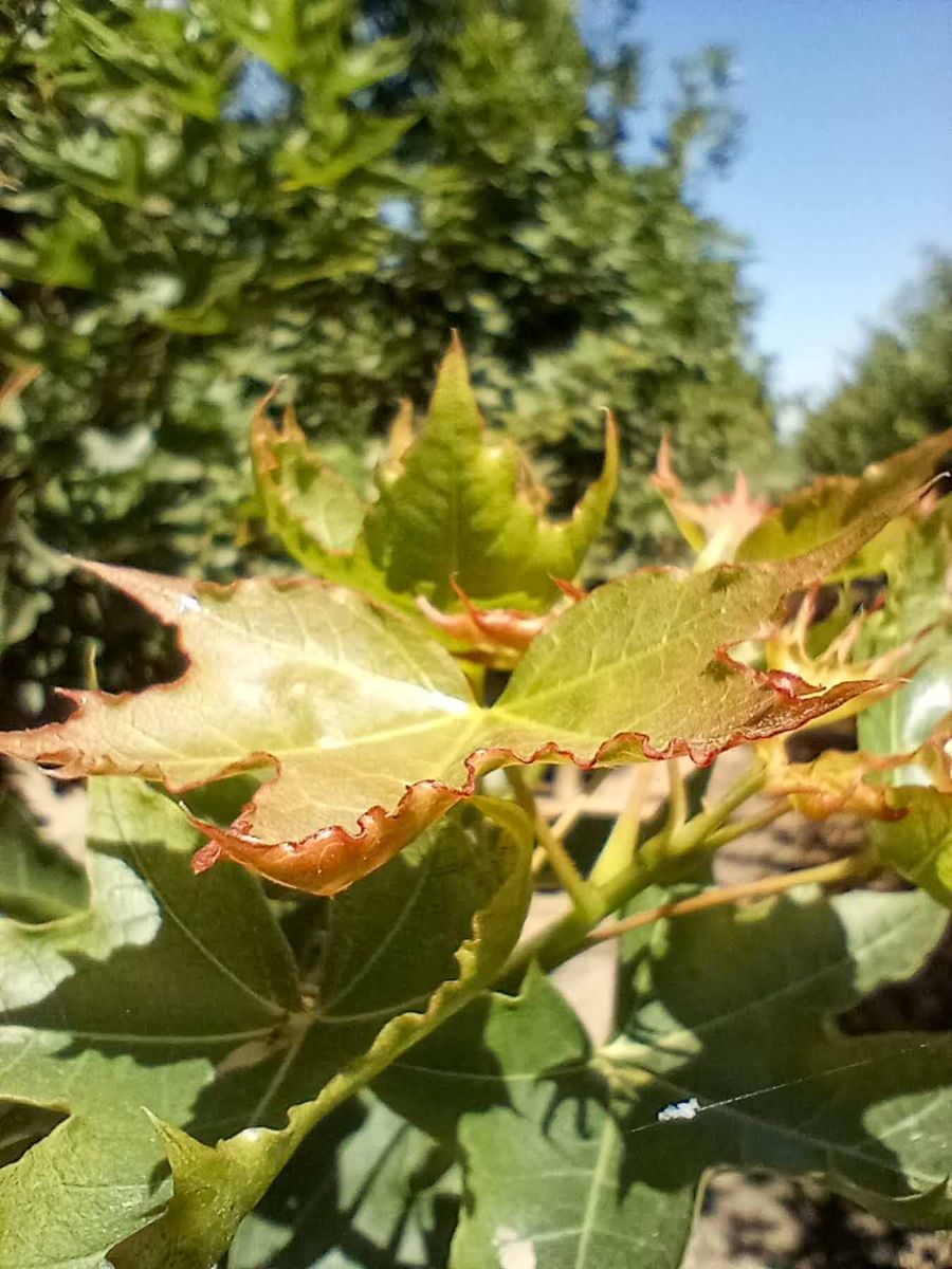 The Ruby Sunset Maple + September Availability from Garden Gate Nursery | Garden Gate Nursery