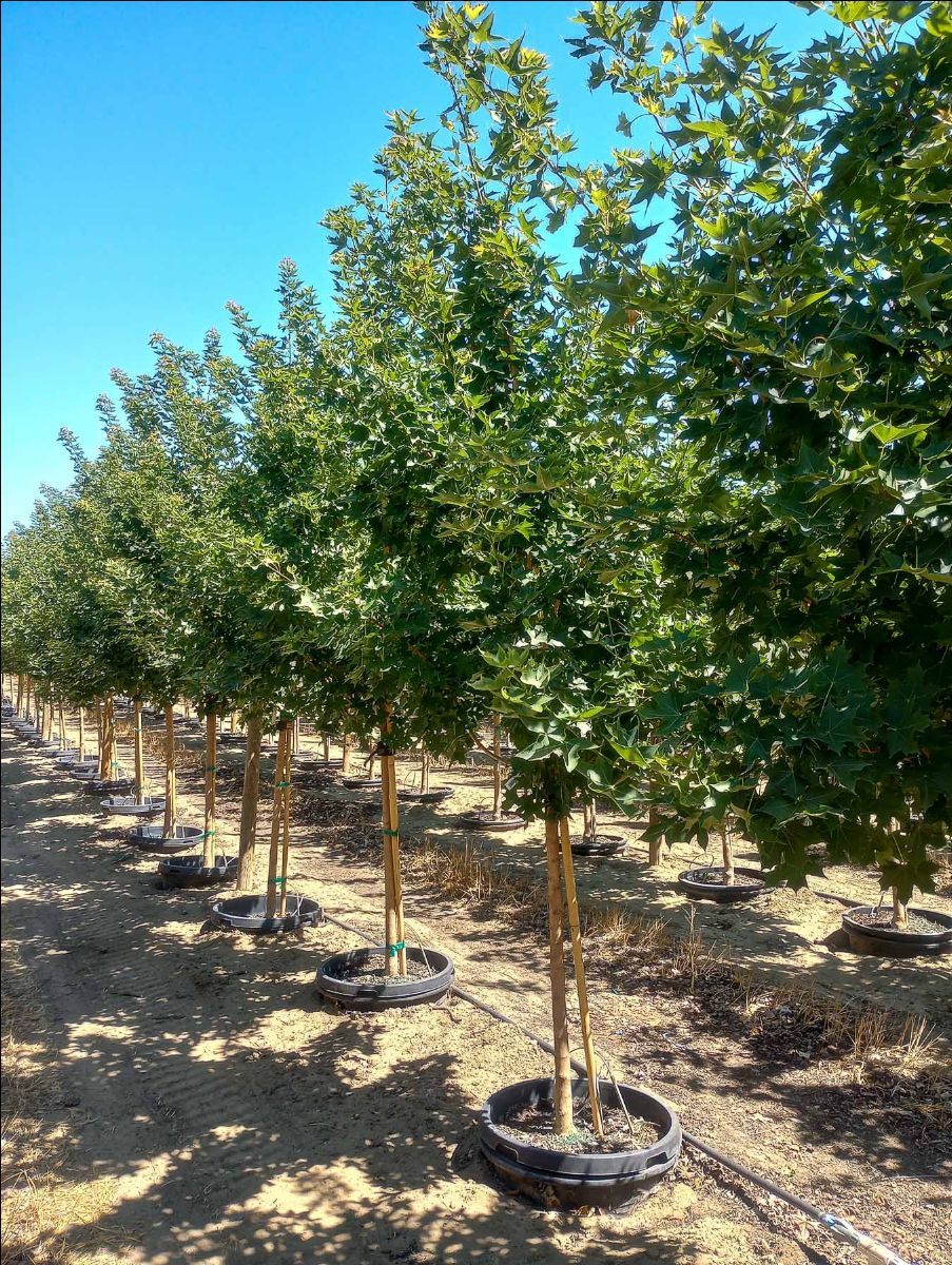 The Ruby Sunset Maple + September Availability from Garden Gate Nursery ...