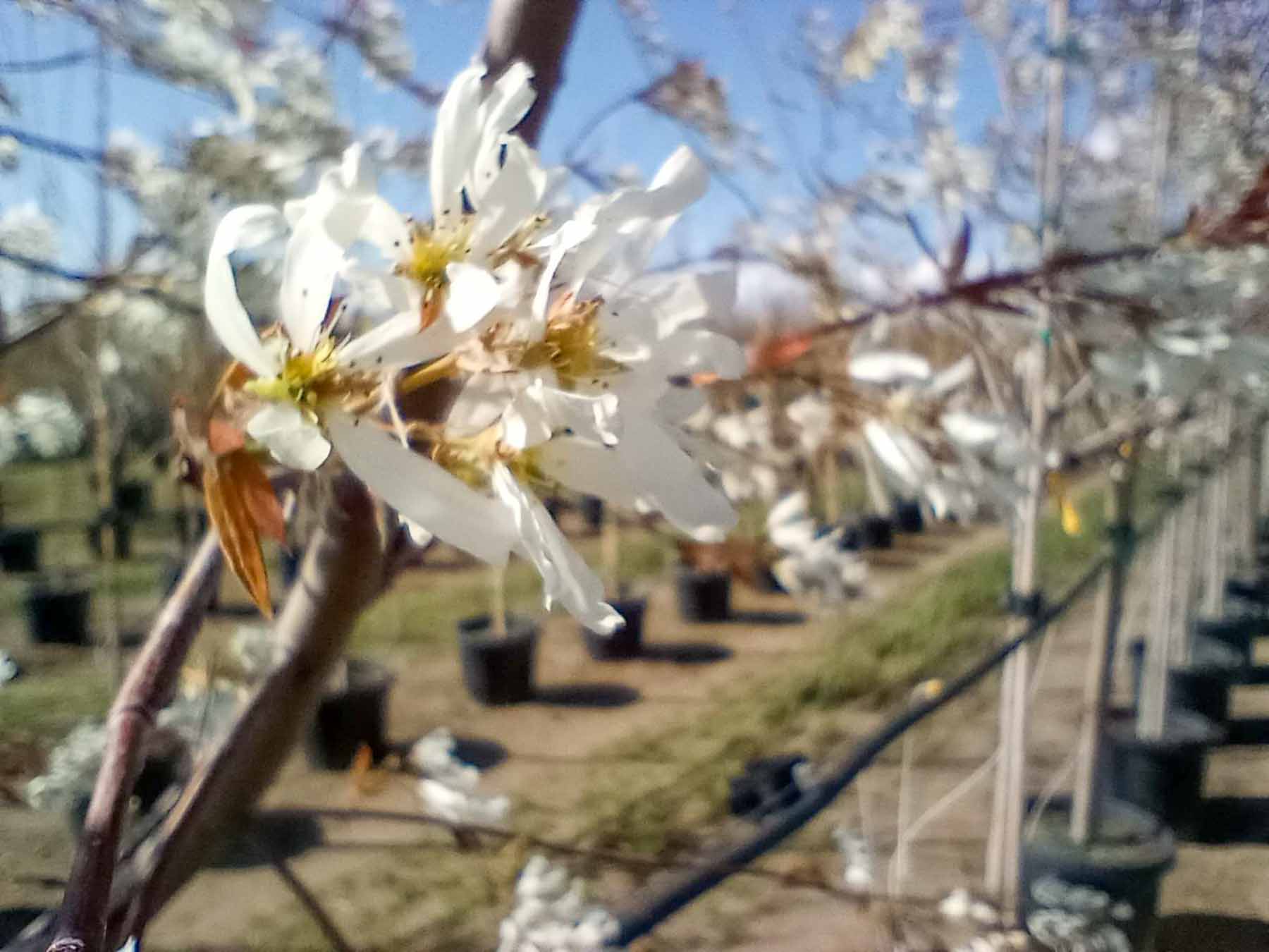 Discover the Beauty of Spring Flurry® Serviceberry | Garden Gate Nursery