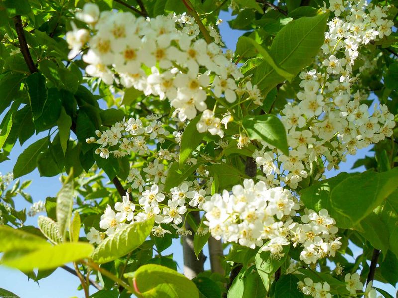 Canada Red Chokecherry Tree | Garden Gate Nursery
