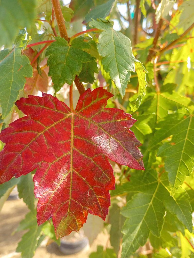 Redpointe™ Maple Tree | Garden Gate Nursery