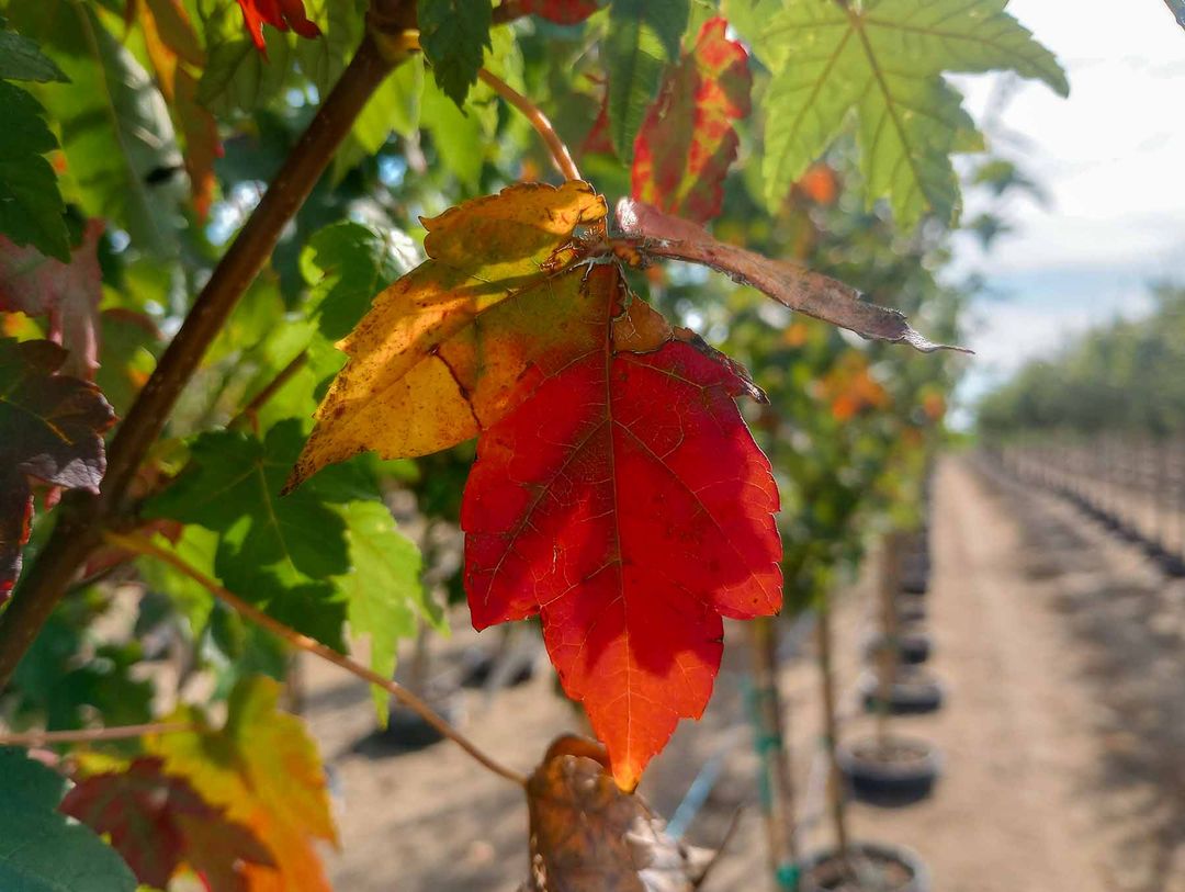 Redpointe™ Maple Tree | Garden Gate Nursery