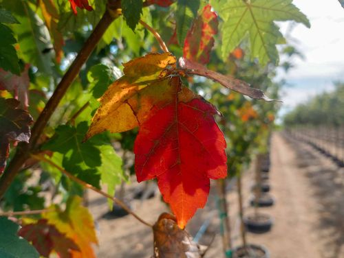 Redpointe™ Maple Tree | Garden Gate Nursery
