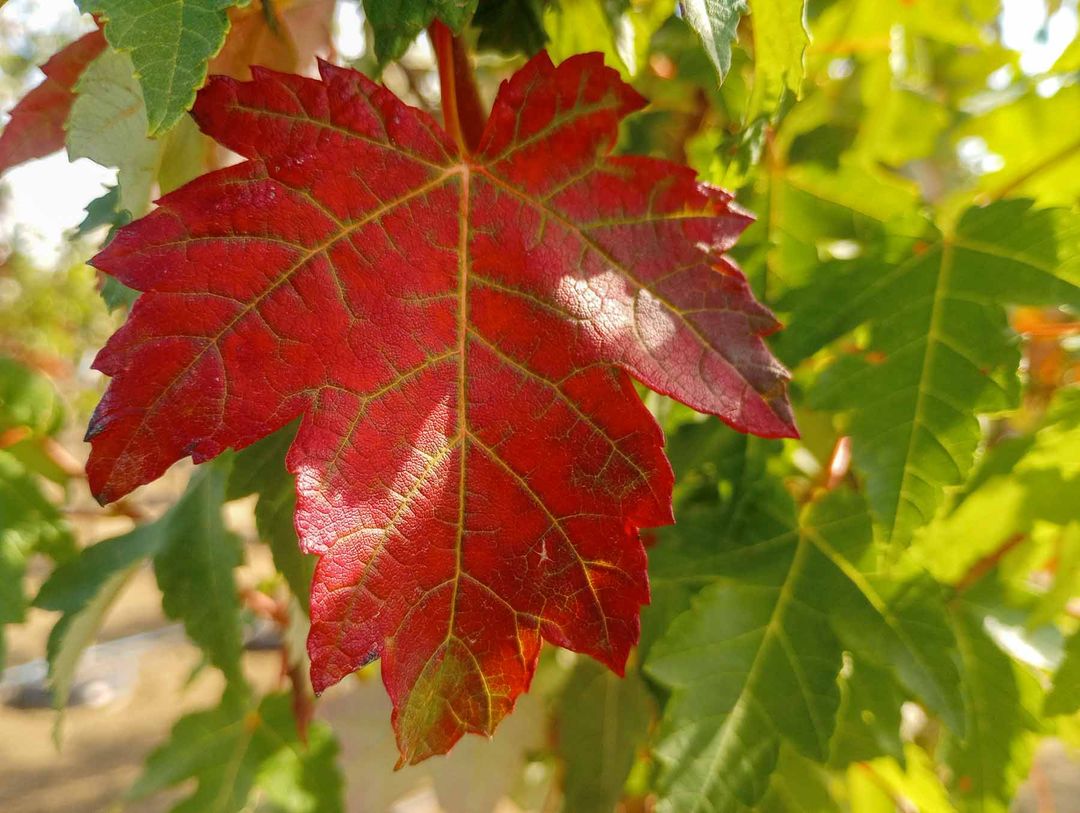 Redpointe™ Maple Tree | Garden Gate Nursery