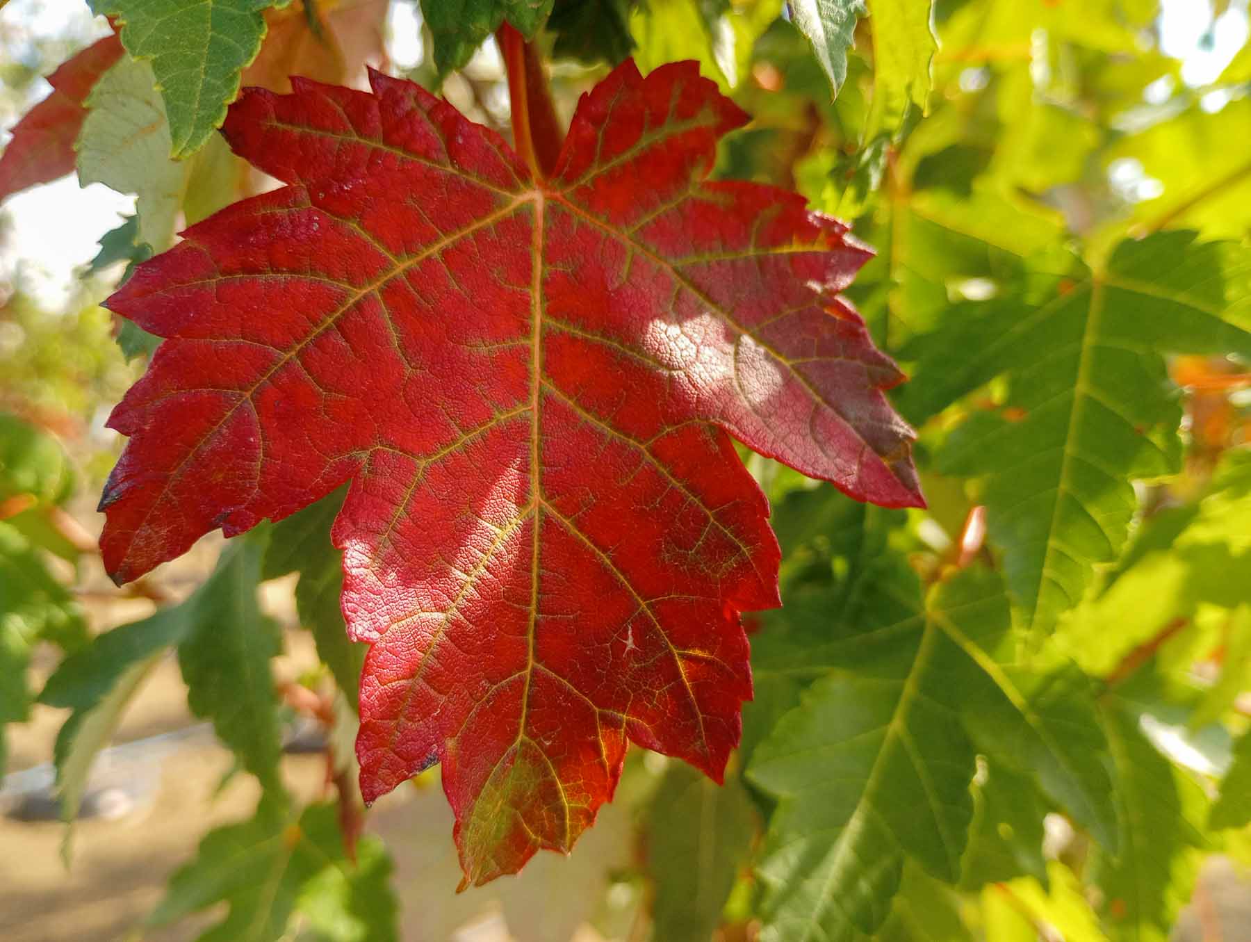 Redpointe™ Maple Tree | Garden Gate Nursery