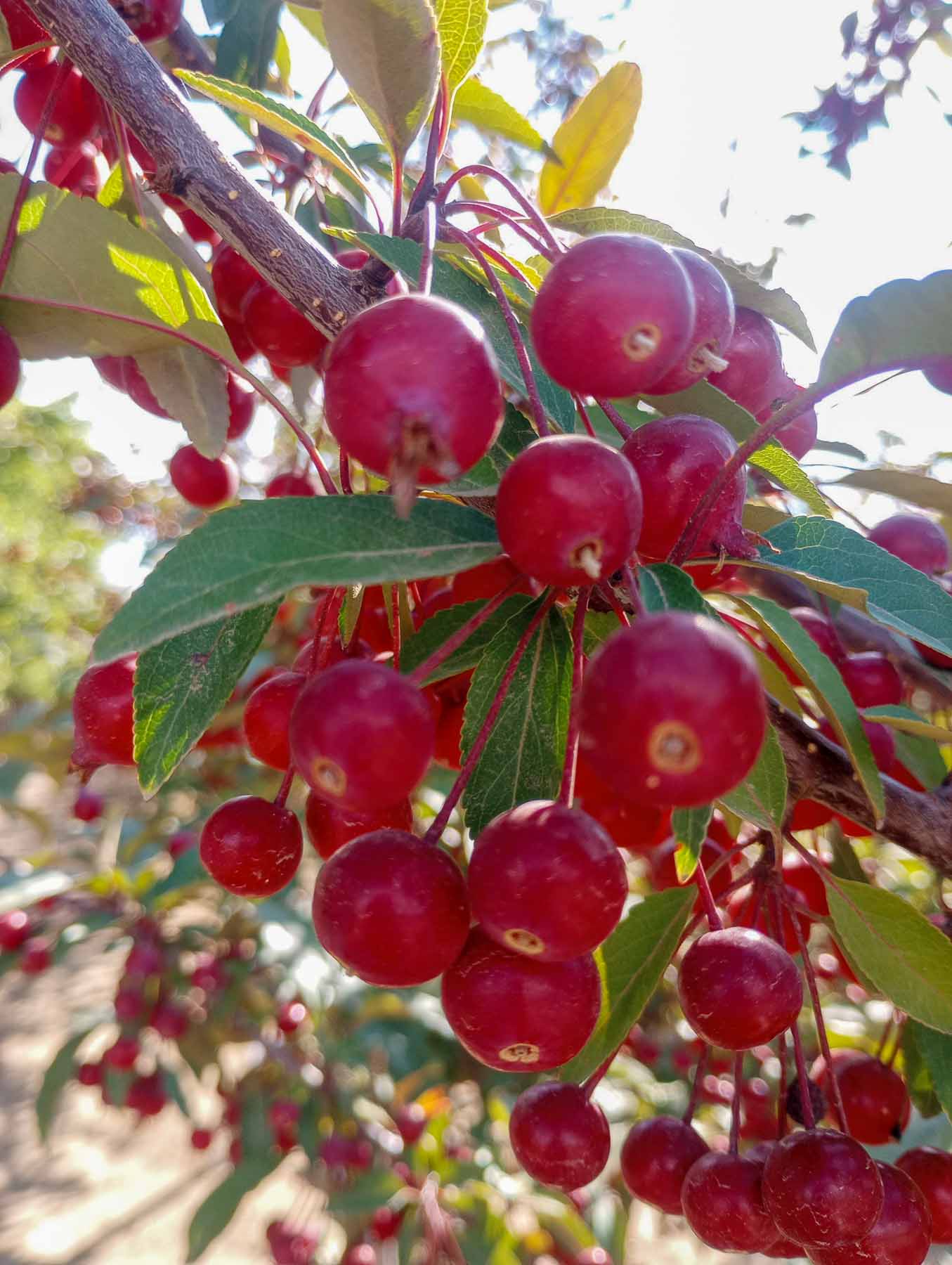 Showtime Crabapple Tree | Garden Gate Nursery