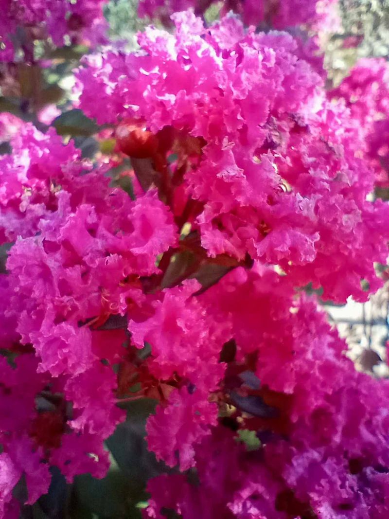 Purple Magic Crape Myrtle | Garden Gate Nursery