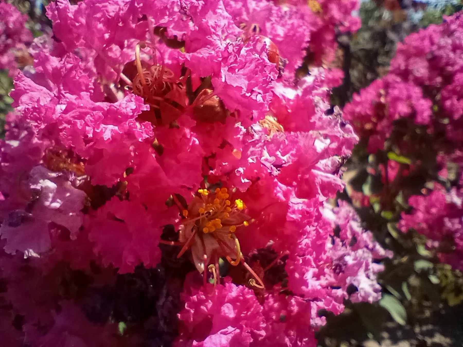 Purple Magic Crape Myrtle | Garden Gate Nursery