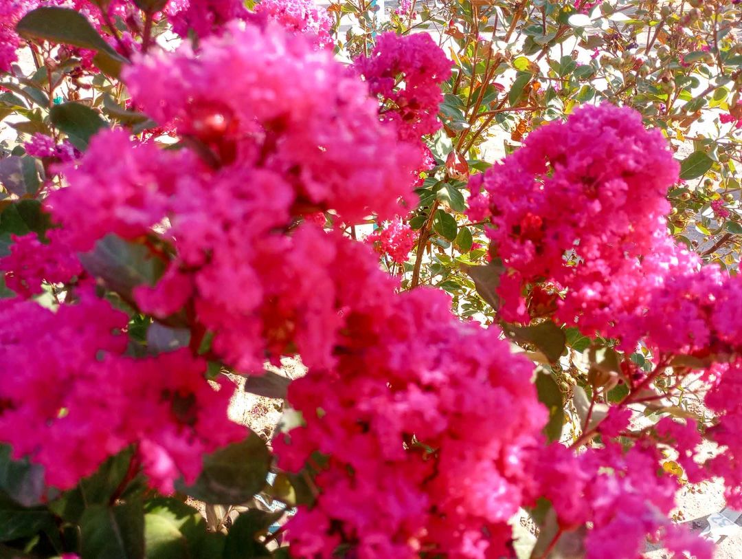 Purple Magic Crape Myrtle | Garden Gate Nursery