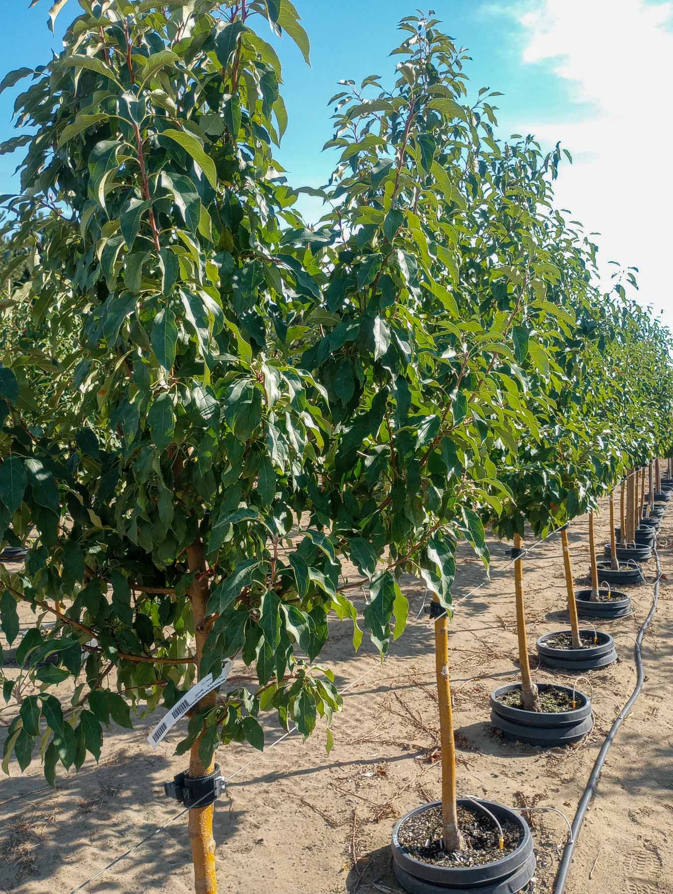 Spring Snow Flowering Crabapple Tree | Garden Gate Nursery