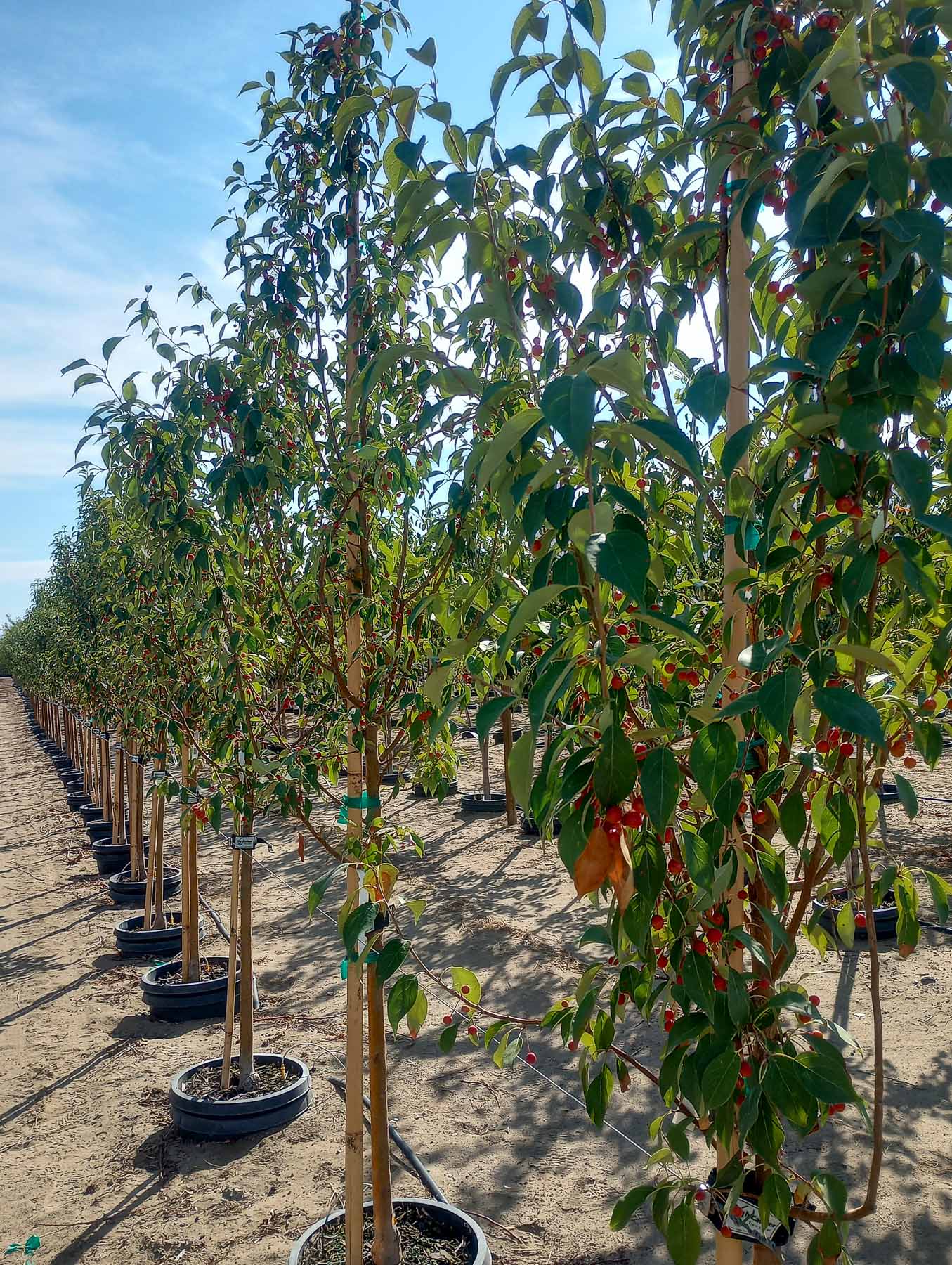 Starlite® Flowering Crabapple | Garden Gate Nursery