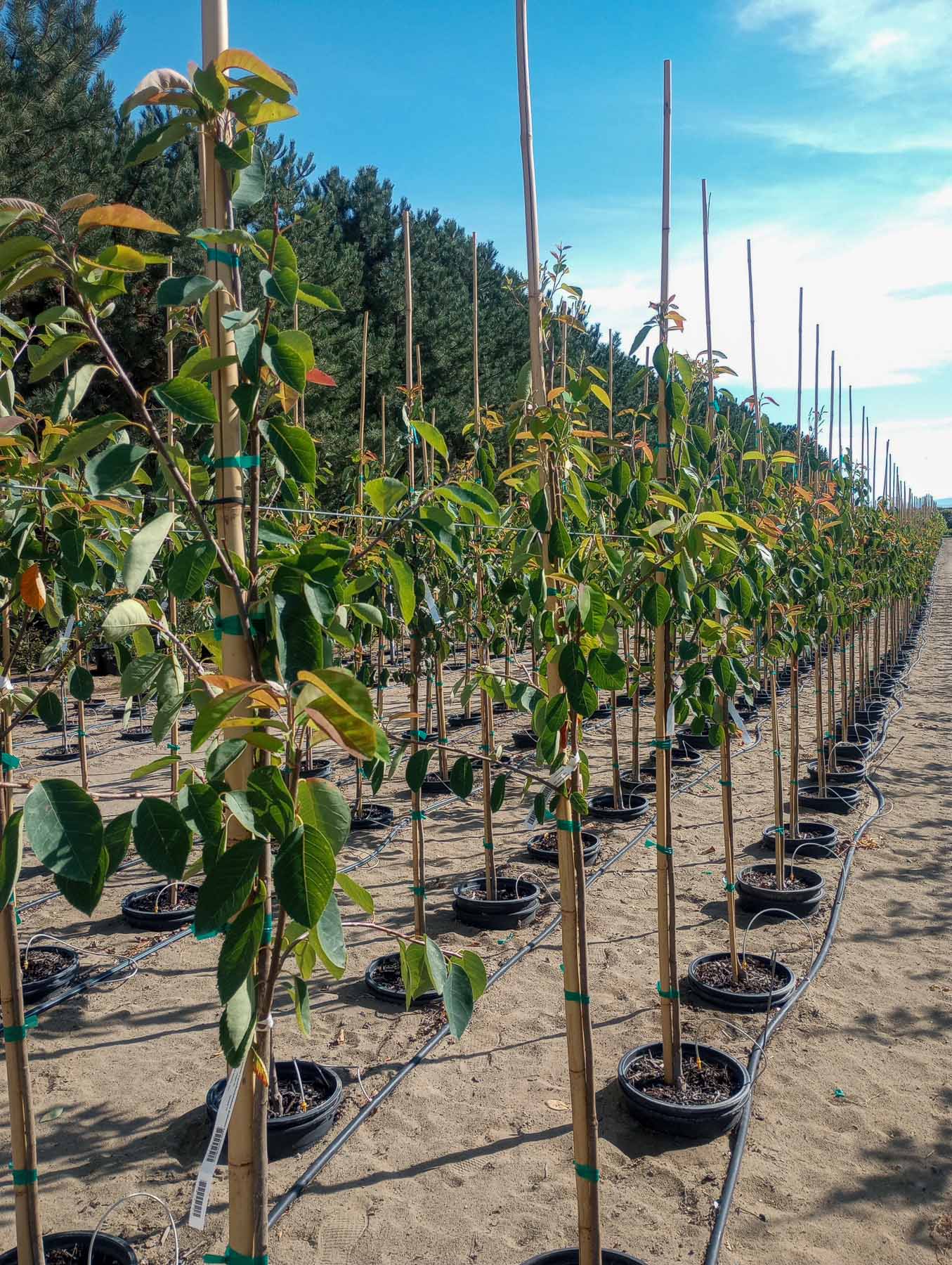 Autumn Brilliance Apple Serviceberry Tree | Garden Gate Nursery