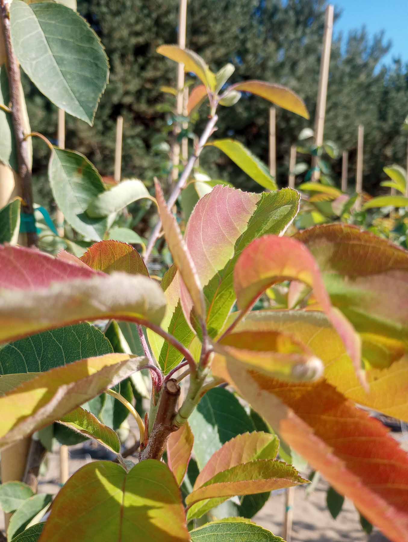 Autumn Brilliance Apple Serviceberry Tree | Garden Gate Nursery
