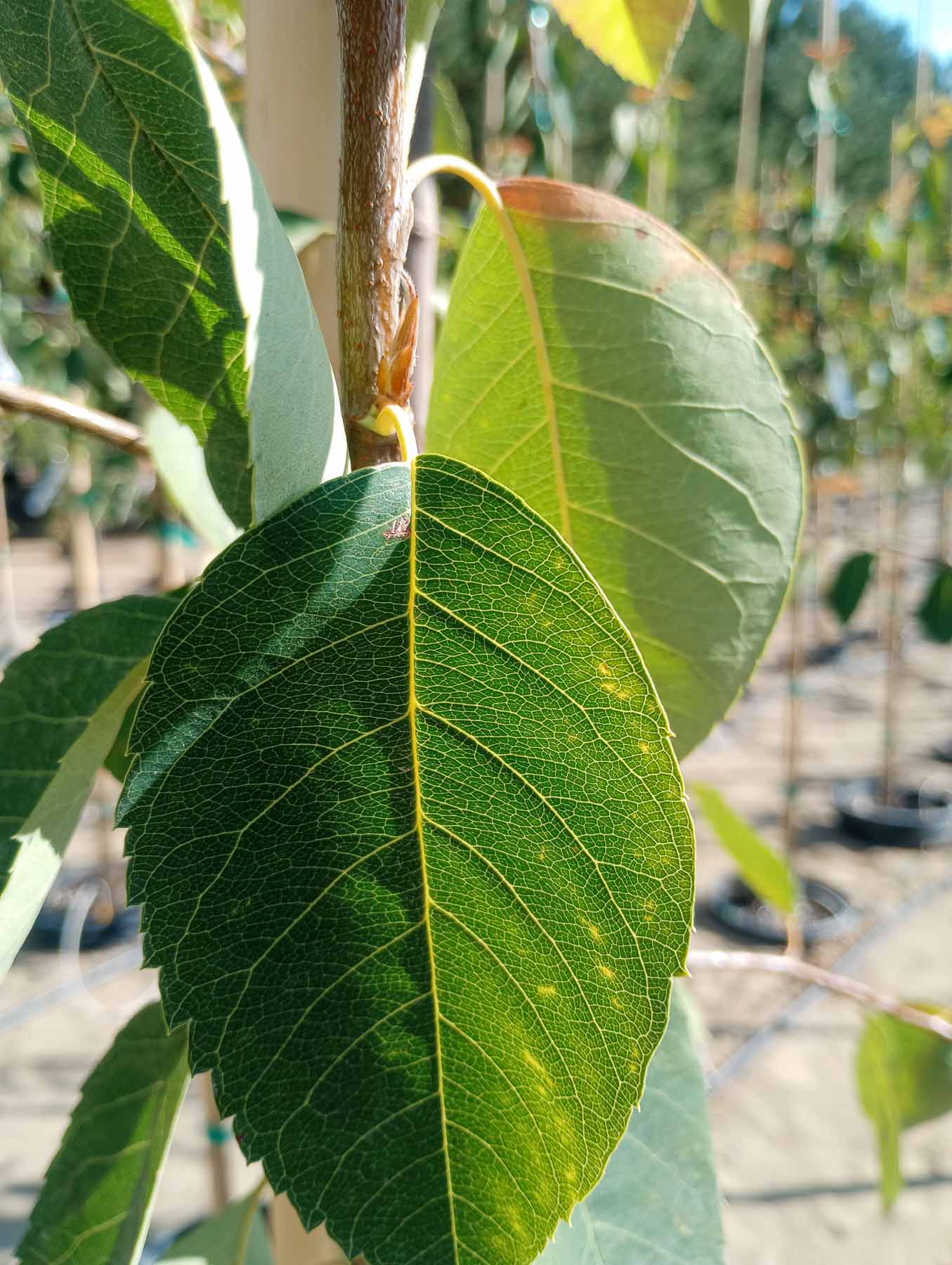 Autumn Brilliance Apple Serviceberry Tree | Garden Gate Nursery
