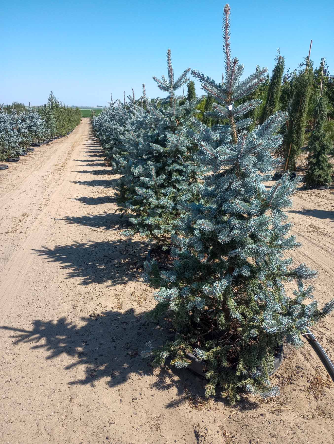Hoopsii Colorado Spruce | Garden Gate Nursery