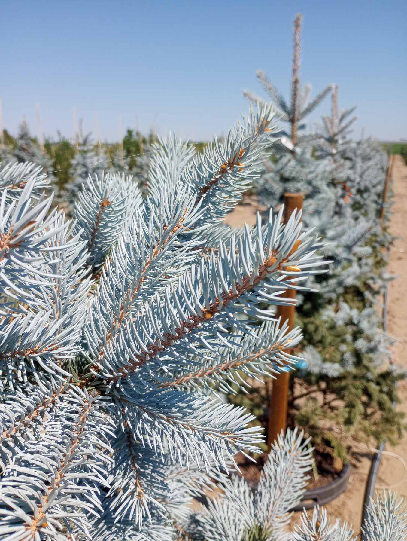 Hoopsii Colorado Spruce | Garden Gate Nursery