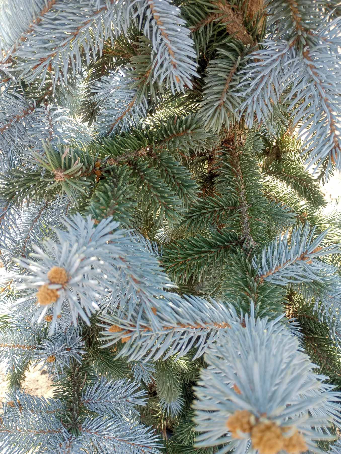 Hoopsii Colorado Spruce | Garden Gate Nursery