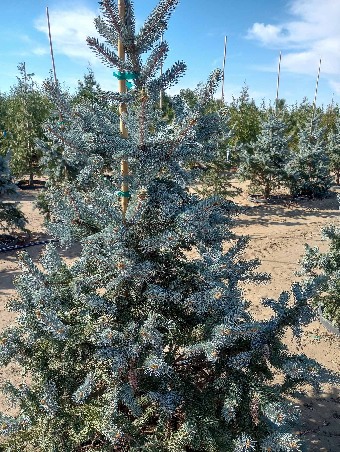 Hoopsii Colorado Spruce | Garden Gate Nursery