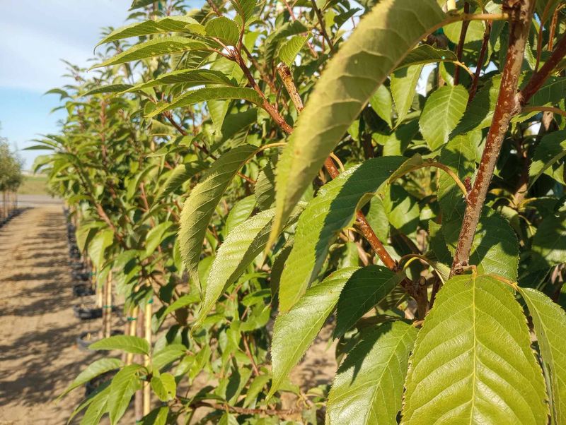Snow Fountain® Cherry Tree | Garden Gate Nursery