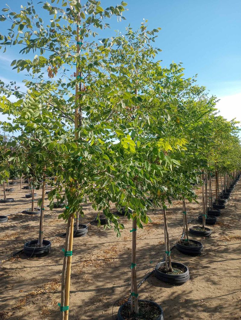 Espresso™ Kentucky Coffee Tree | Garden Gate Nursery