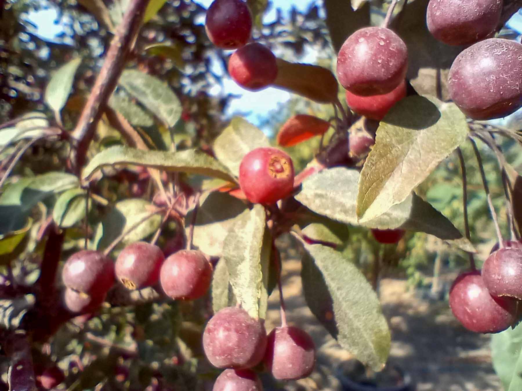 Royal Raindrops® Crabapple Tree | Garden Gate Nursery