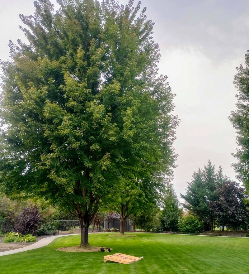 Autumn Blaze® Maple Tree | Garden Gate Nursery