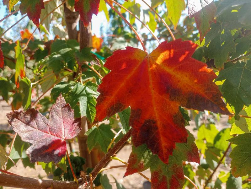 Redpointe™ Maple Tree | Garden Gate Nursery