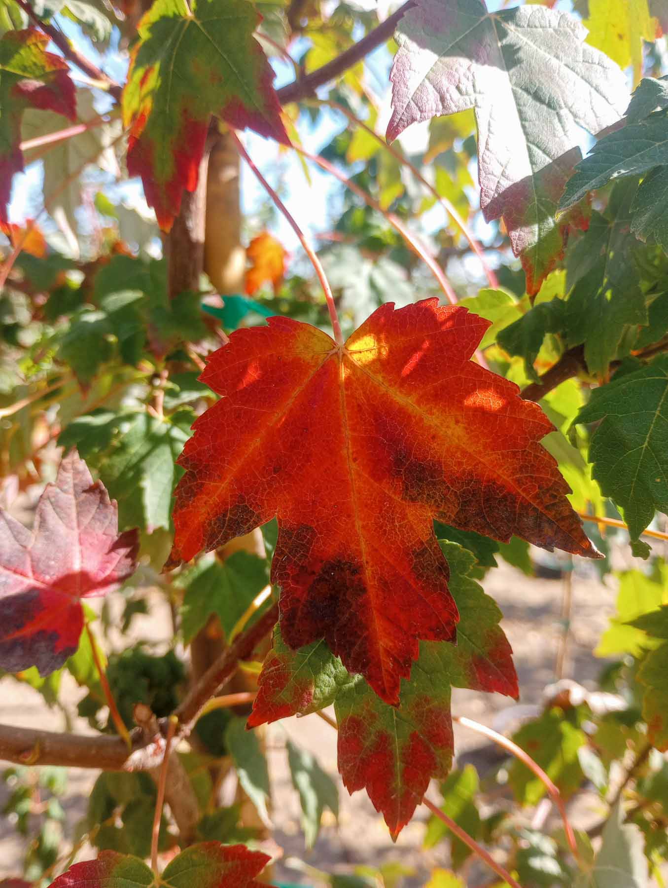 Redpointe™ Maple Tree | Garden Gate Nursery