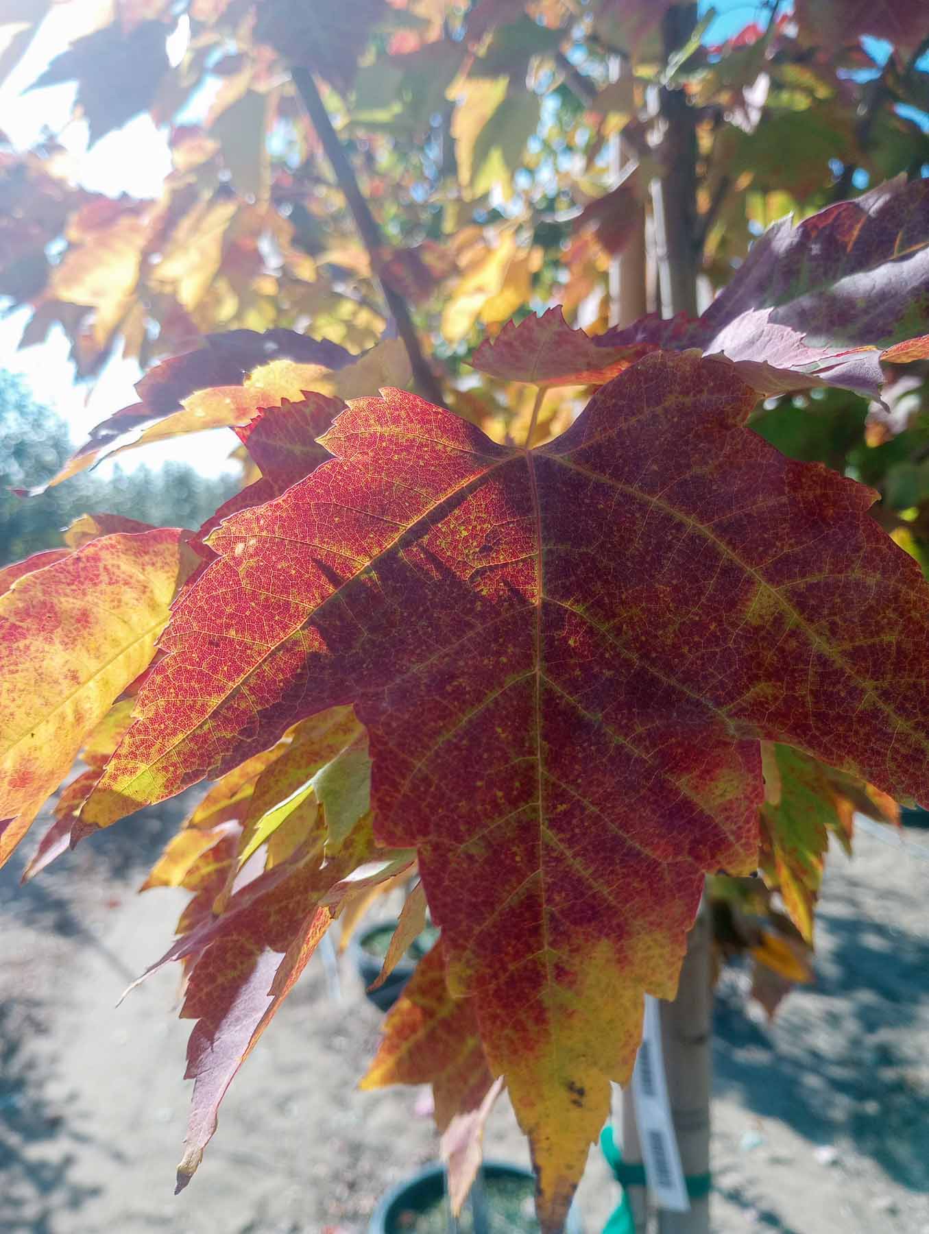 Red Rocket Maple Tree | Garden Gate Nursery