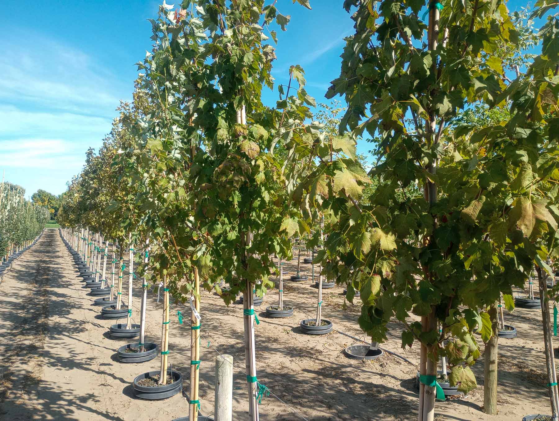 Armstrong Gold® Maple Tree | Garden Gate Nursery