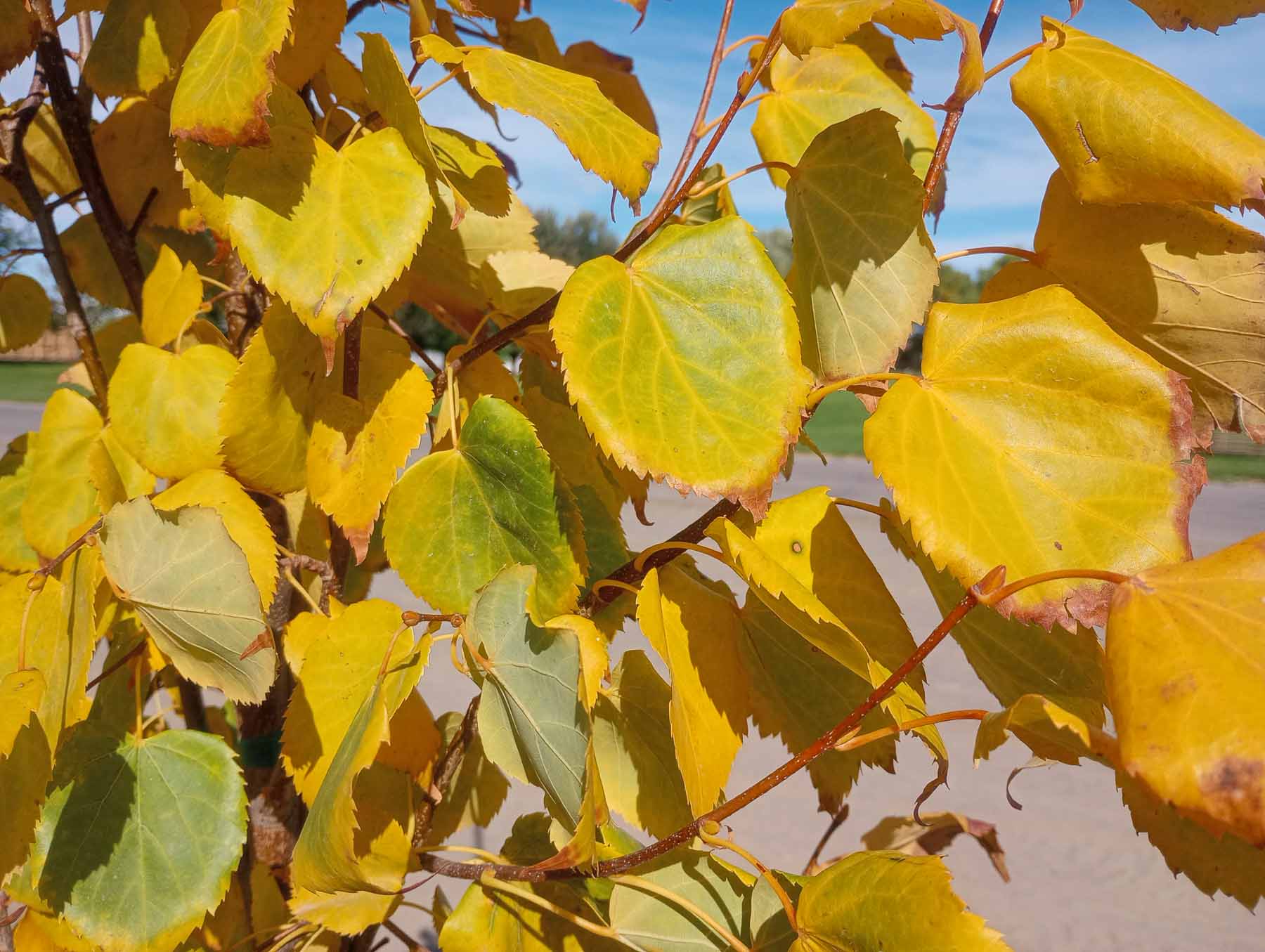 Harvest Gold Linden Tree | Garden Gate Nursery