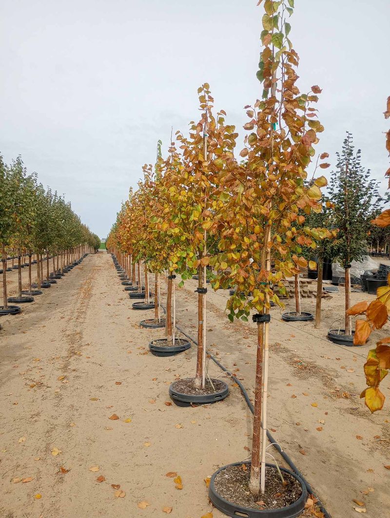 Harvest Gold Linden Tree | Garden Gate Nursery