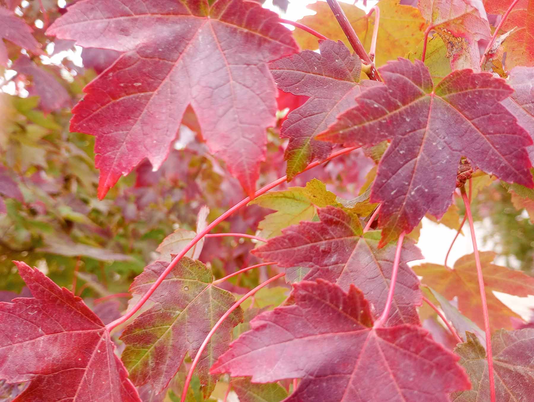 Redpointe™ Maple Tree | Garden Gate Nursery