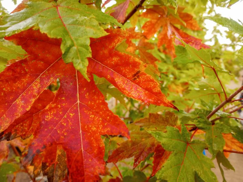Autumn Blaze® Maple Tree | Garden Gate Nursery
