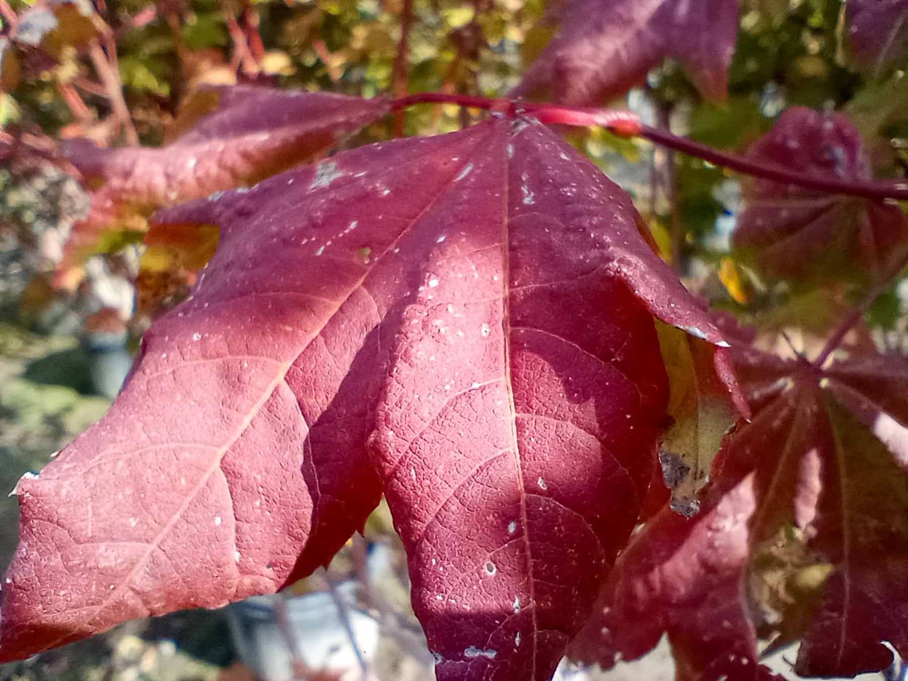 Vine Maple | Garden Gate Nursery