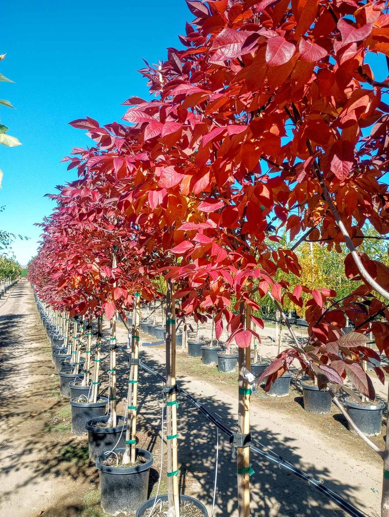 Harvest Gold Linden Tree | Garden Gate Nursery