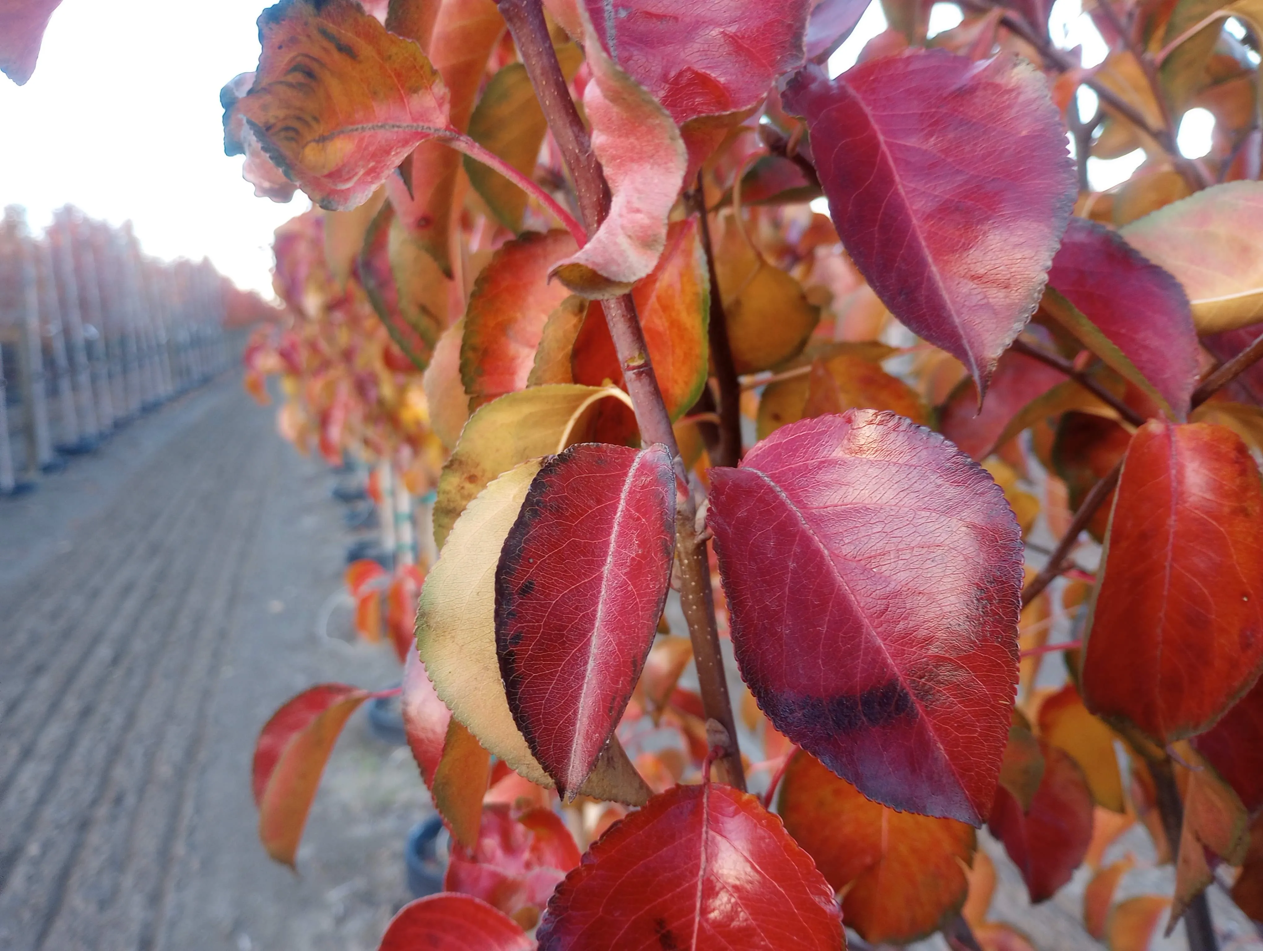 The Somerset Red Maple is a True Beauty | Garden Gate Nursery