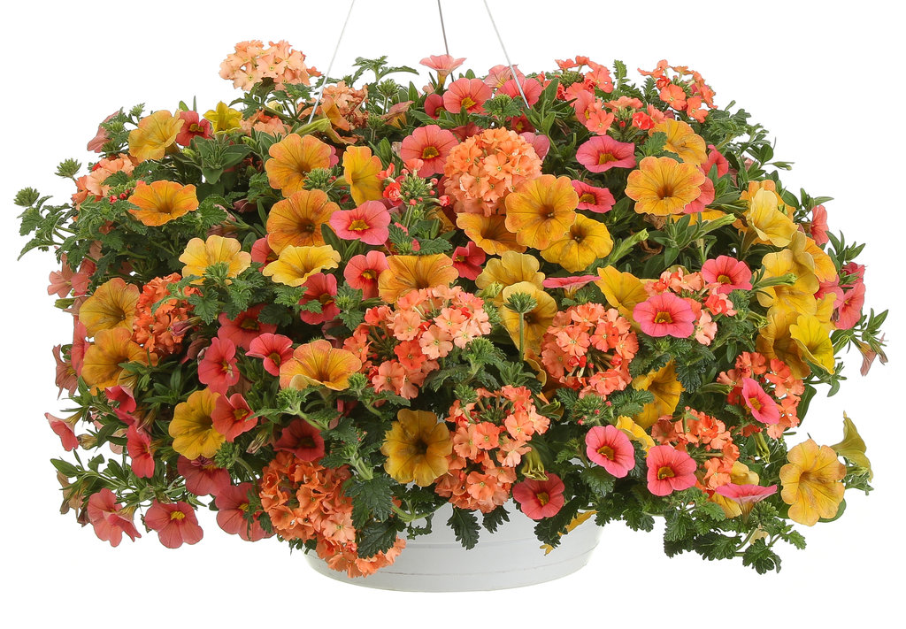 Beach Sunset 18" Proven Winners Hanging Basket | Buy Online, Pickup at ...