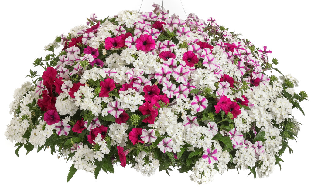 Blind Love 18" Proven Winners Hanging Basket | Buy Online, Pickup at ...