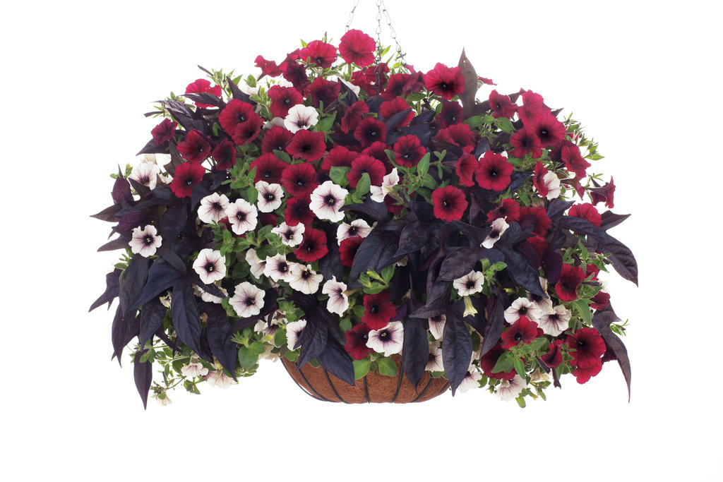 Enchanted Garden 18" Proven Winners Hanging Basket | Buy Online, Pickup ...