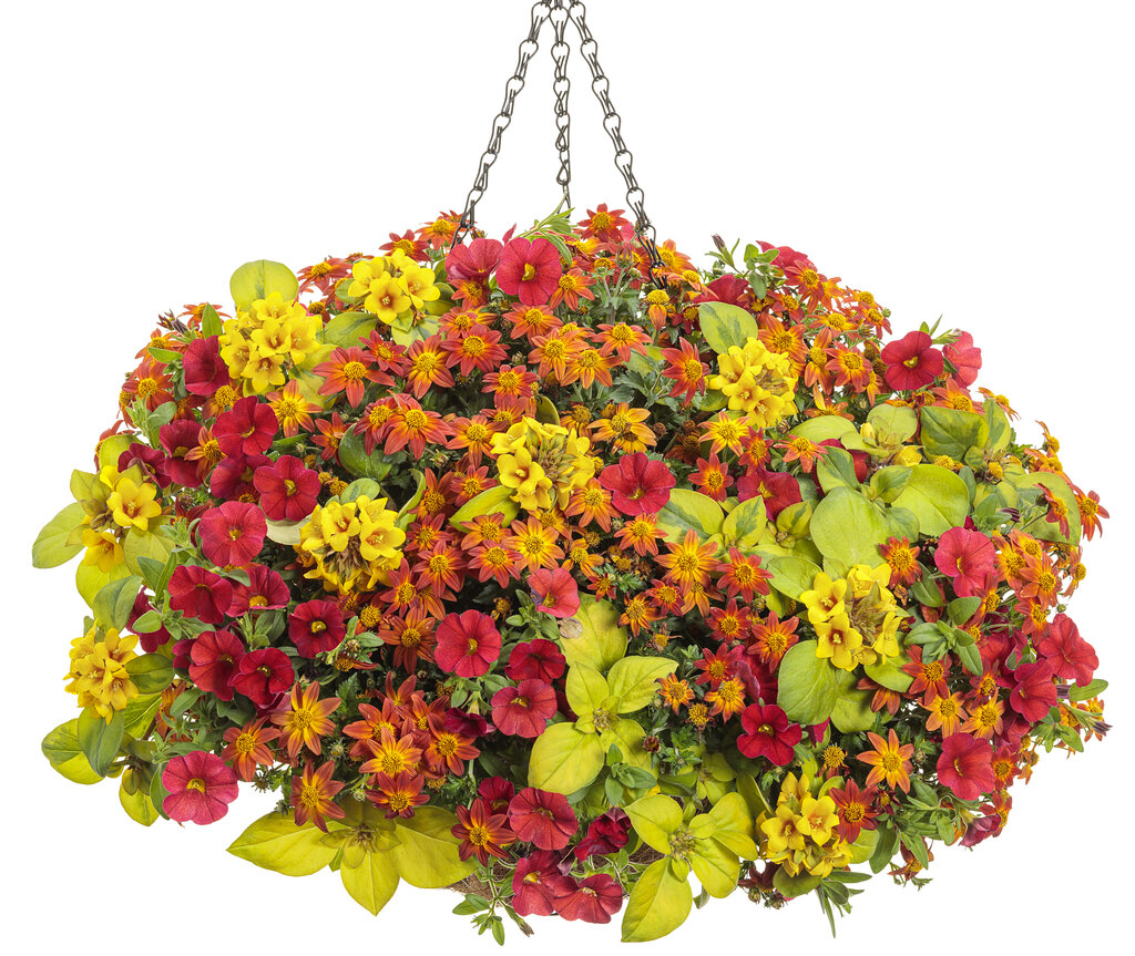 Happy Camper 18" Proven Winners Hanging Basket | Buy Online, Pickup at ...