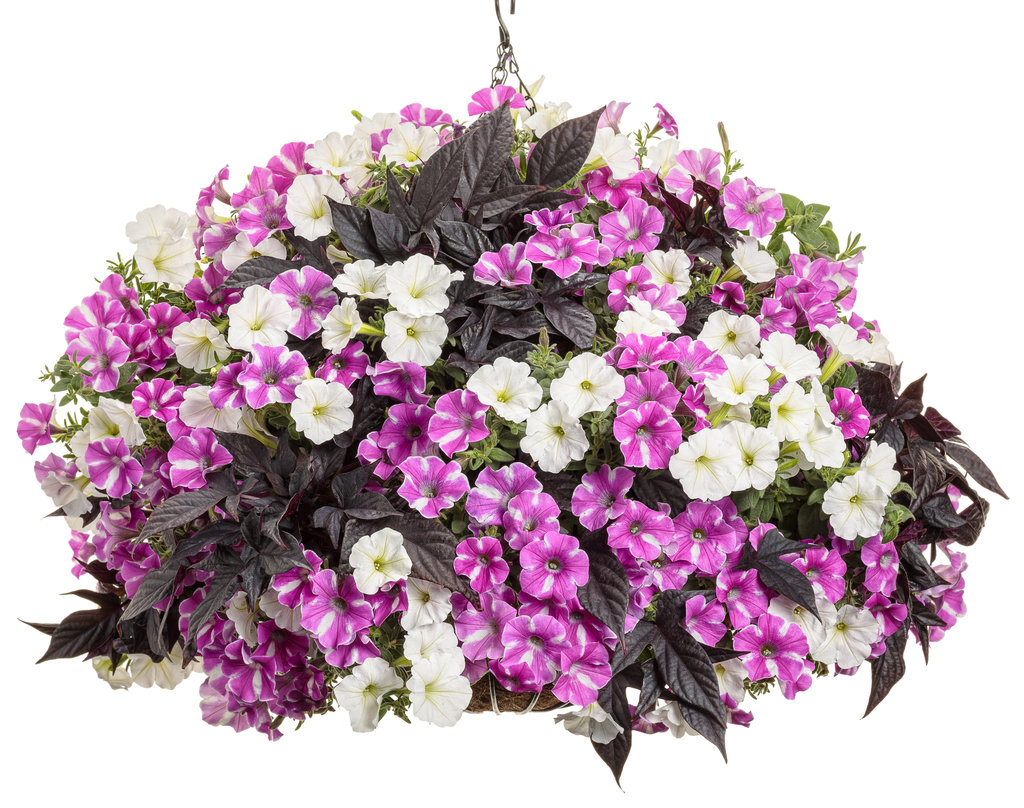 Imagine 18" Proven Winners Hanging Basket | Buy Online, Pickup at Nursery