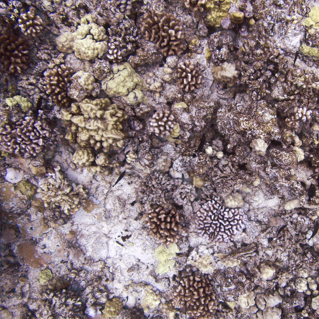 Data Collection and Labelling for Coral Reefs