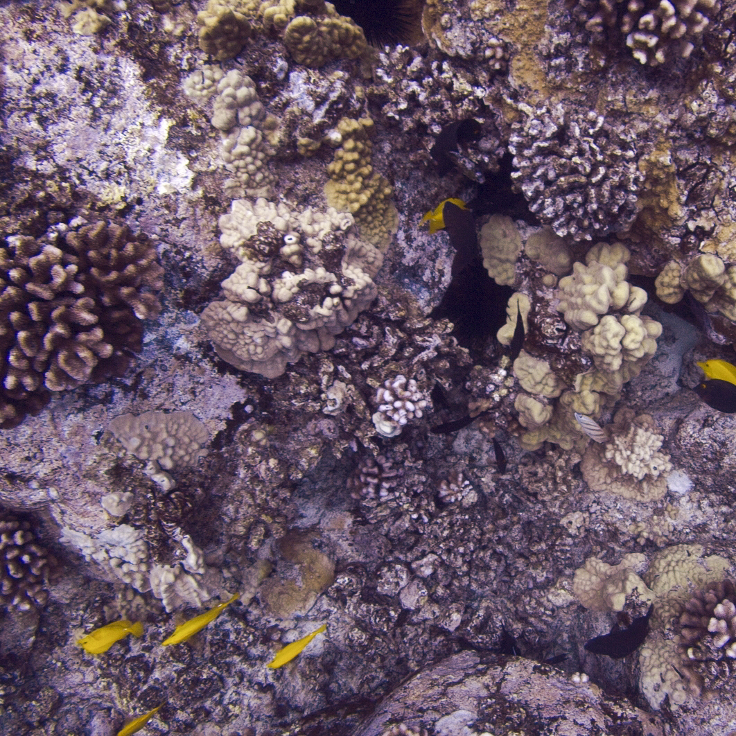 Data Collection and Labelling for Coral Reefs