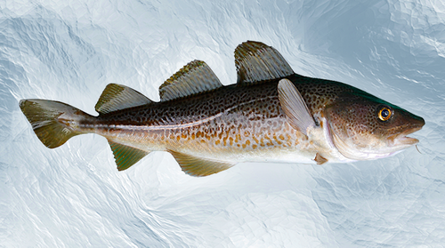 Products from Nordic Wildfish