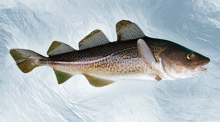 Products from Nordic Wildfish